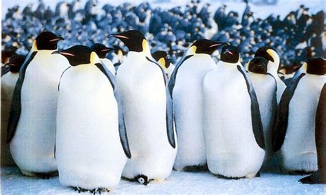 Emperor Penguins Huddling