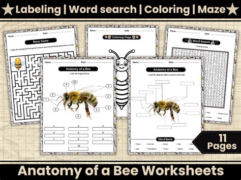 Anatomy Of A Bee Bee Labeled Diagram And Science Activity Maze Coloring