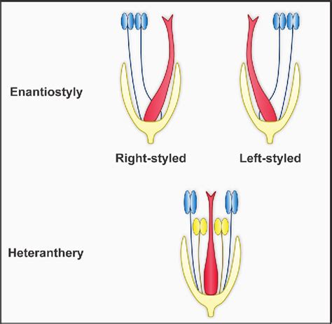 Figure 7 From Towards A Unified Terminology For Angiosperm Reproductive Systems Semantic Scholar