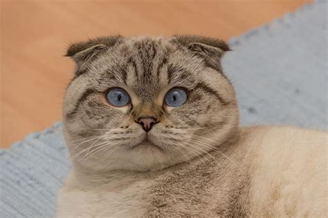 Scottish Fold Cat Breed Profile Traits Personality Faqs Care