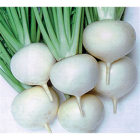 Turnip Seeds Ne Seed
