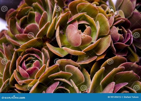 Aeonium Garnet Succulent Plant Stock Image Image Of Succulent Rosettes 99149415