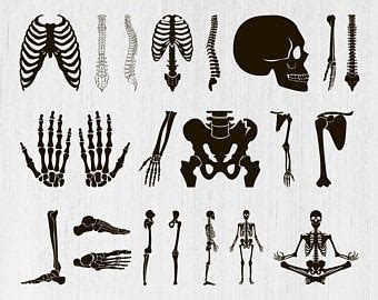 Clipart Skeleton Spine Picture 2487625 Clipart Skeleton Spine