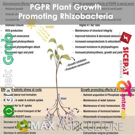 Jual Pgpr Plant Growth Promoting Rhizobacteria Pemacu Pertumbuhan Dll Jakarta Timur Max