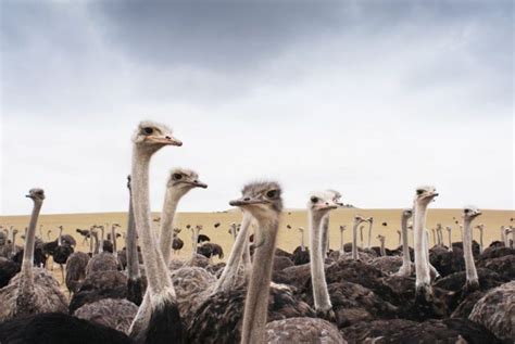 The Patella Support For The Whole Body Health And Detox And Vitamins