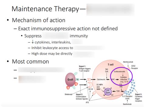 Corticosteroids Diagram Quizlet