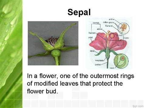 Structures And Functions Of Living Organisms Essential Vocabulary