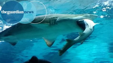 Shark Eats Shark In South Korean Aquarium Youtube