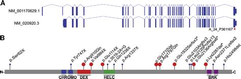 Spectrum Of Chd8 Mutations In Autism Spectrum Disorder A And B A