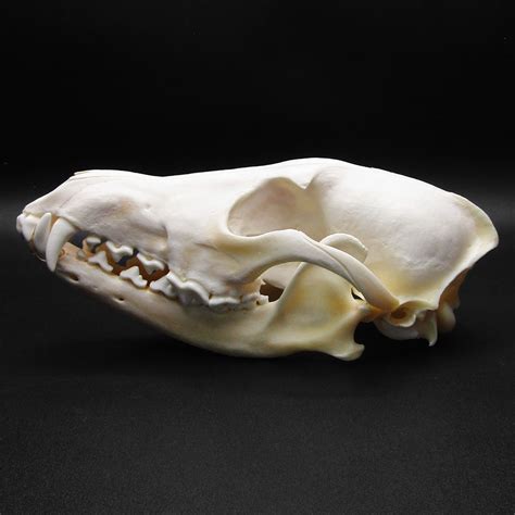 Bicbugs Coyote Skull Preserved Taxidermy Specimen