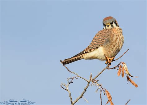 Saucy Looking Female American Kestrel Mia Mcphersons On The Wing