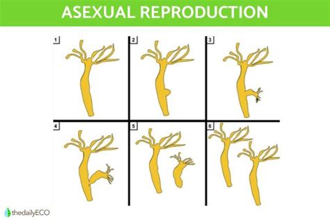 Asexual Reproduction And Its Types With Examples 52 Off