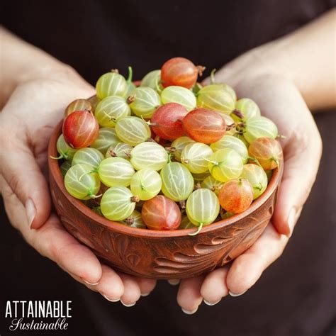 Growing Gooseberries For Flowers And Fruit Attainable Sustainable®