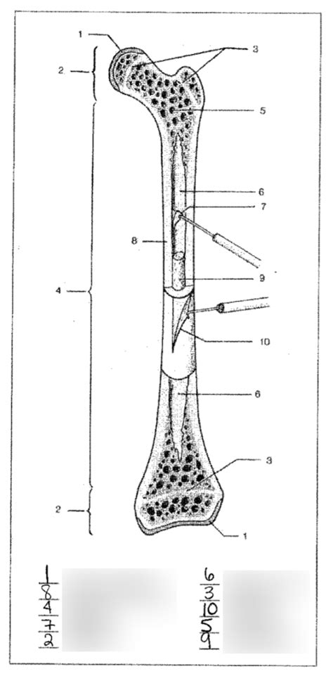 Skeletal System Long Bone Structure Review Diagram Quizlet