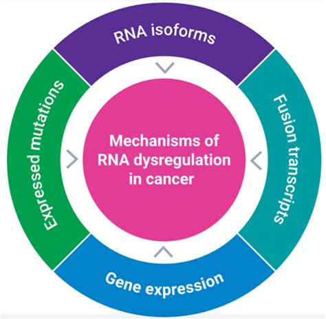 Long Read Sequencing The Key To A More Complete Cancer Transcriptome Pacbio