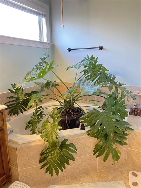 Tree Philodendron R Plantclinic