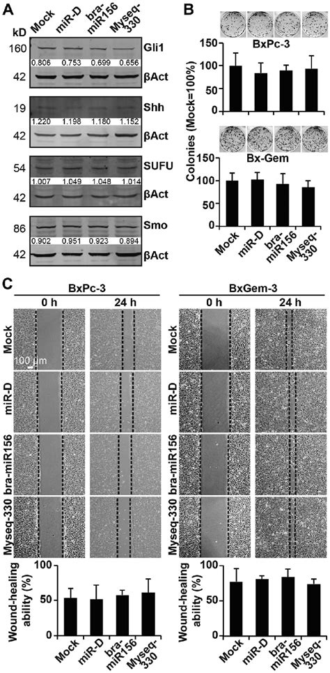 Lipofection Of The Top Broccoletti Mir Candidates Does Not Affect