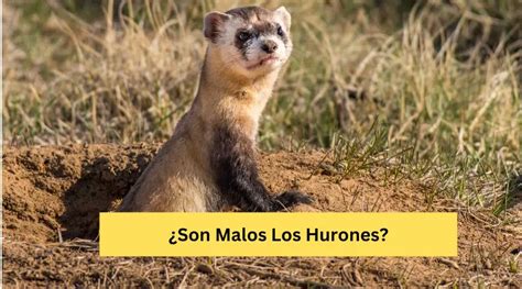 ¿son Malos Los Hurones ¿son Realmente Malos