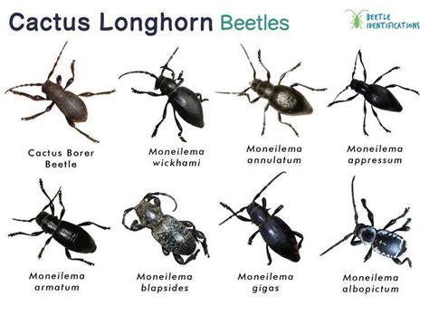 Types Of Beetles In Utah With Pictures