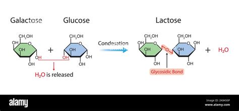 Lactose Formation