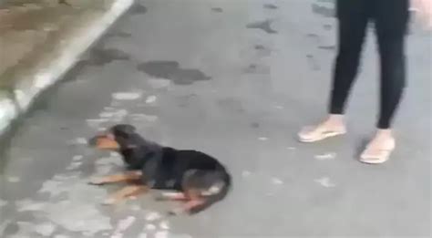 Nippyfile Mp4 Luli Discover