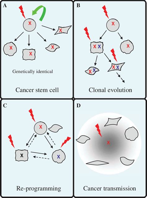 models depicting cancer heterogeneity a cancer stem cell csc