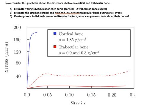 Now Consider This Graph The Shows The Differences Between Cortical And Trabecular Bone A
