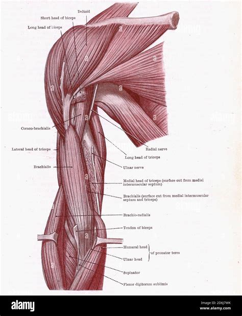 Anterior Arm Muscles