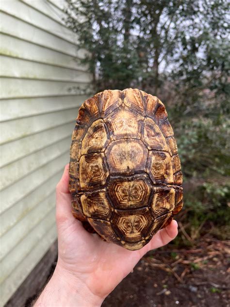 Homes Hinge Back Tortoise For Sale American Reptile Distributors