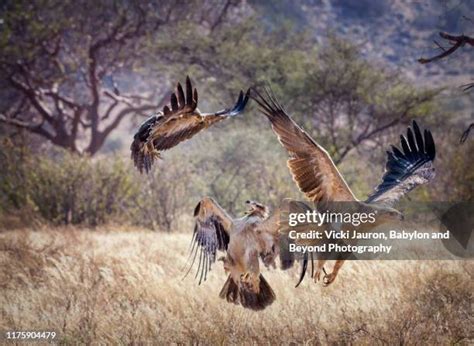 Eagles Claw Nature Reserve Photos And Premium High Res Pictures Getty