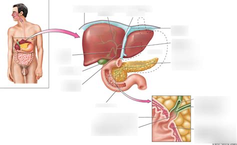 Liver And Gallbladder Diagram Quizlet