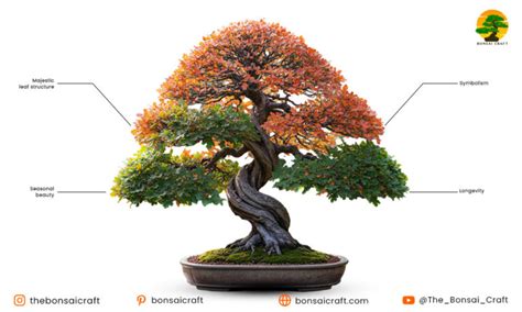 Oak Bonsai Tree Care Guide Quercus Bonsai Craft