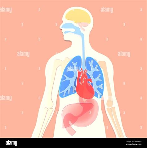 3d Illustration Human Anatomy Made Of Plastic Colors Digestive System
