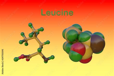 Molecular Model Of L Leucine Or Leucine An Amino Acid Used In The