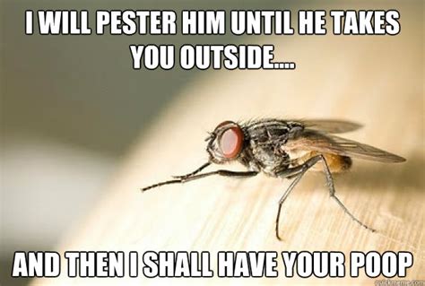 Evil Plotting Fly Memes Quickmeme Evil Plotting Fly Memes Quickmeme