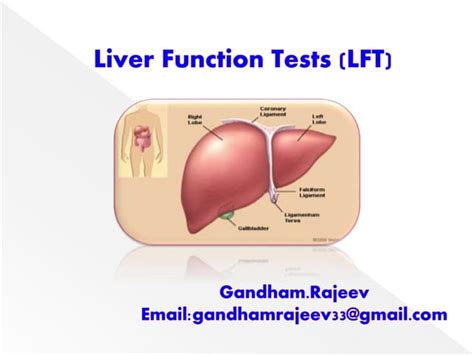 Liver Function Tests Pdf
