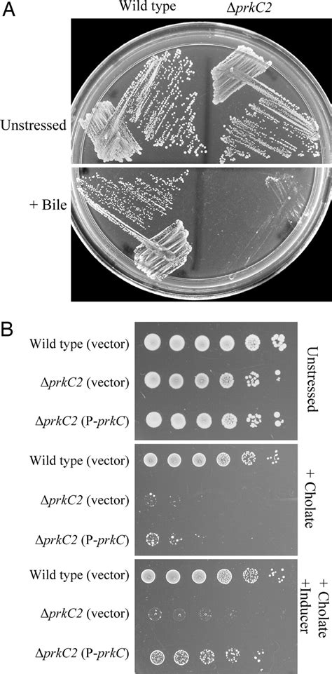 Enterococcus Faecalis Colony Morphology