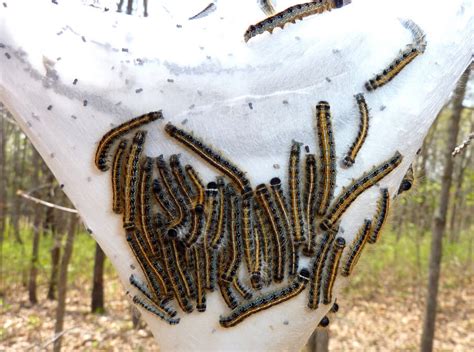 How To Get Rid Of Bagworms For Good