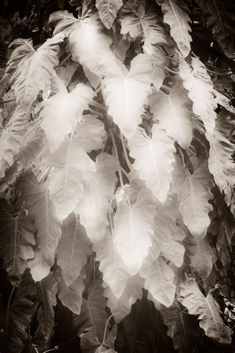 Lee Backer Tropical Dreamscapes Soho Photo Gallery