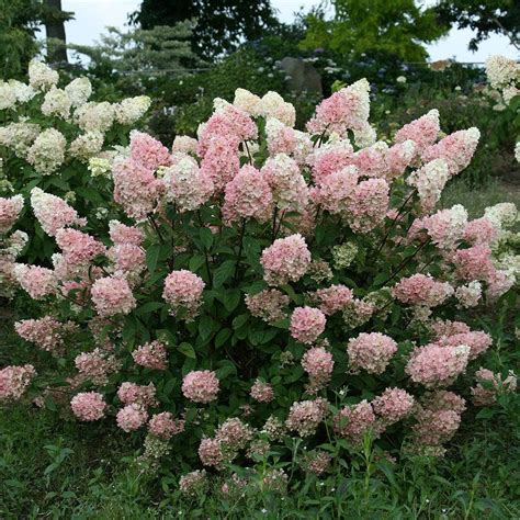 Strawberry Sundae Hydrangea Whistling Gardens