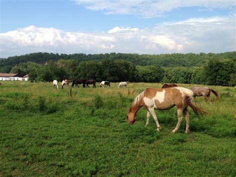 Blue Springs Ranch Bourbon Mo Blue Springs Trail Riding Trip