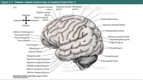 Surface View Of Cerebral Cortex Diagram Quizlet