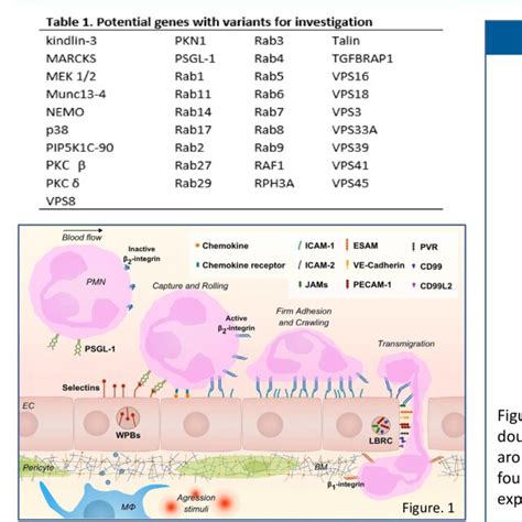 Upon Stimulation Greater Expression Up To 8 Fold In Mfi Is Observed Download Scientific