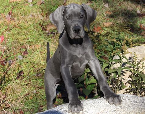 Abbastan Great Danes Great Dane Breeder In Florida And Maine