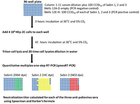 Multiplex Pcr Based Neutralization Mpbn Assay Layout Download
