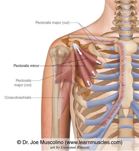 Trigger Point Therapy Treating Pectoralis Major Artofit