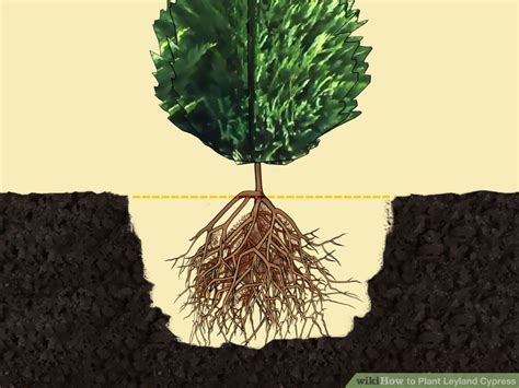 How Deep Are Cypress Tree Roots At Merle Allard Blog