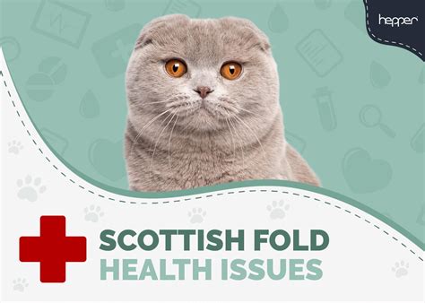 7 Scottish Fold Cat Health Problems Vet Approved Prevention
