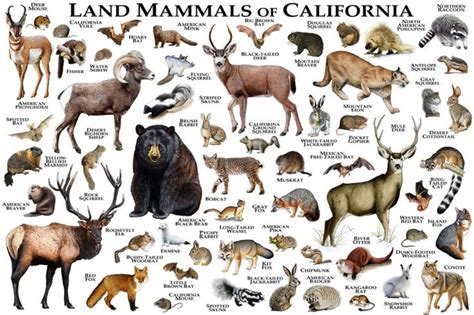 Mammals Of Nevada Poster Print American Badger Bison And More