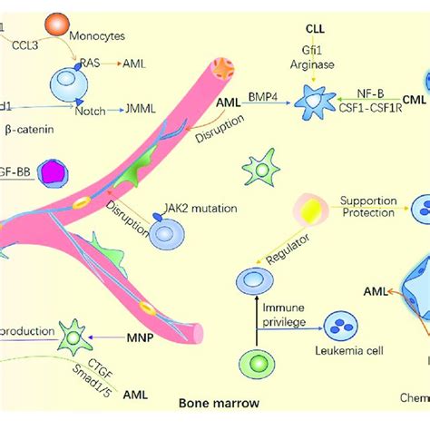 Bone Marrow Microenvironment In Hematological Malignancies The